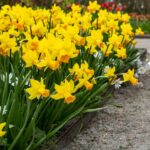 Daffodil 'Marieke' (Trumpet Daffodil): All You Need To Know