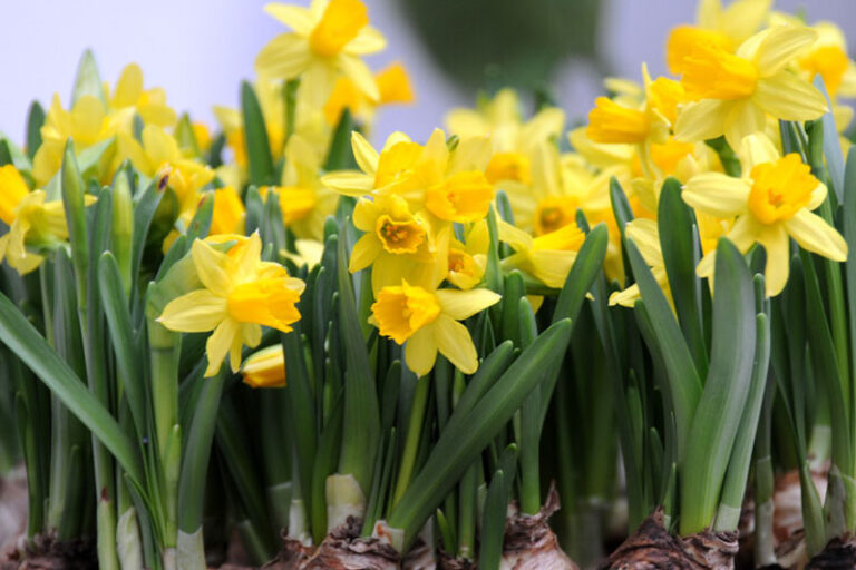 How To Plant Daffodil Bulbs