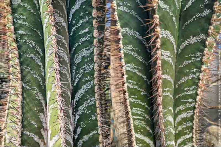 Star Cactus (Astrophytum ornatum): All You Need To Know