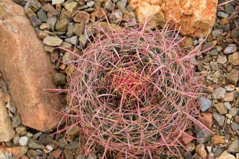 California Barrel Cactus (Ferocactus cylindraceus): Key Facts