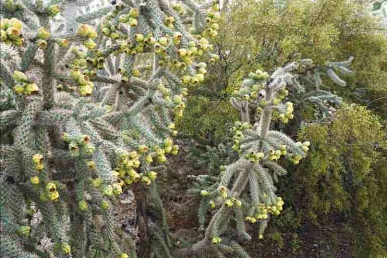 Cholla Cactus: Iconic Desert Plants