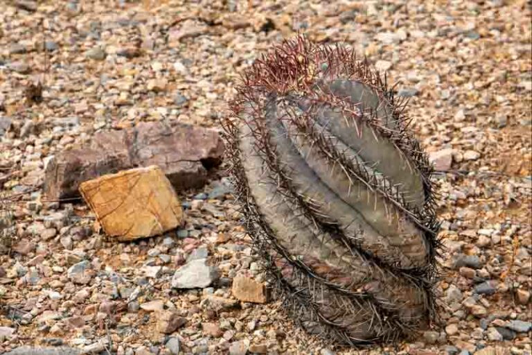 Echinocactus horizonthalonius (Turk’s Head Cactus): Key Facts