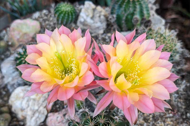 Identify Types Of Cactus Plants Flowering Cactus: Discover 35 Stunning