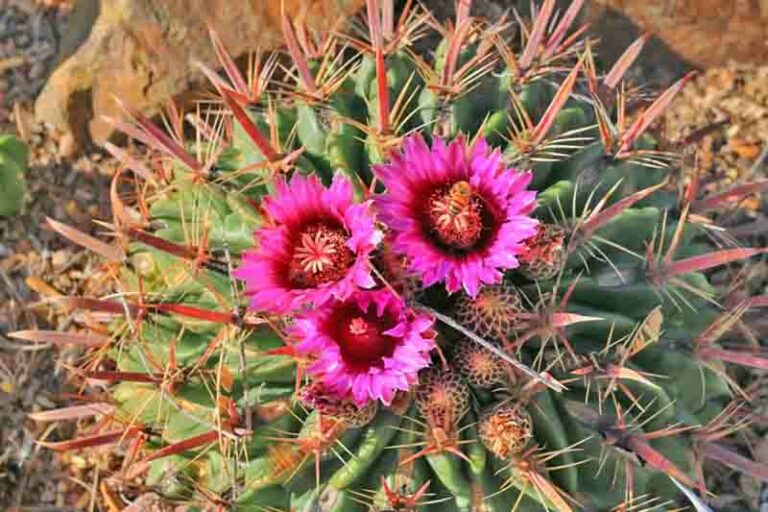 Devil's Tongue Cactus (Ferocactus latispinus): All You Should Know