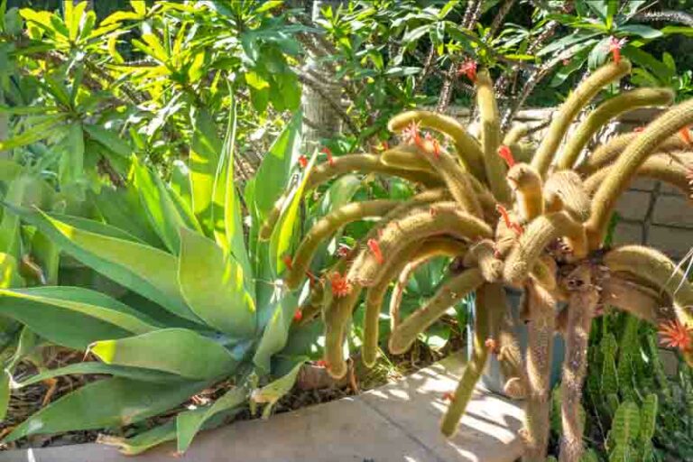 Golden Rat Tail Cactus (Cleistocactus winteri): Key Facts
