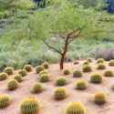 Echinopsis oxygona (Easter Lily Cactus)