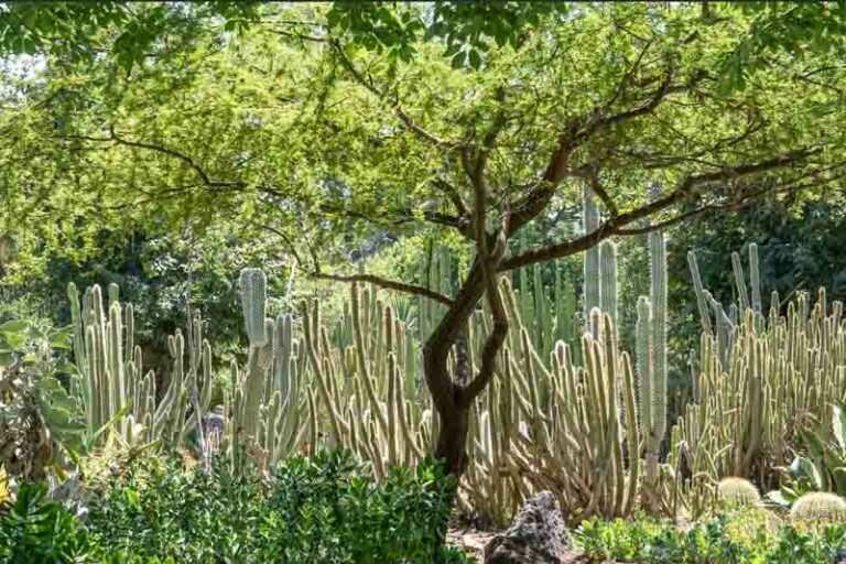 Desert Trees: Best Varieties for Dry Gardens