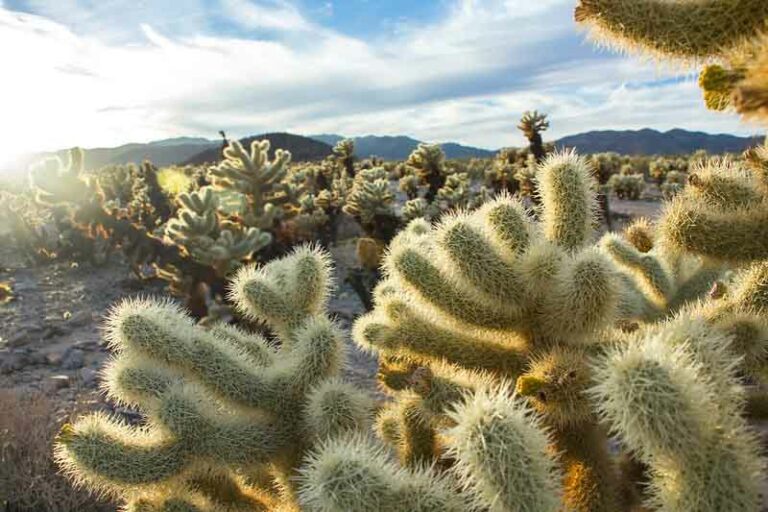 Cholla Cactus: Iconic Desert Plants