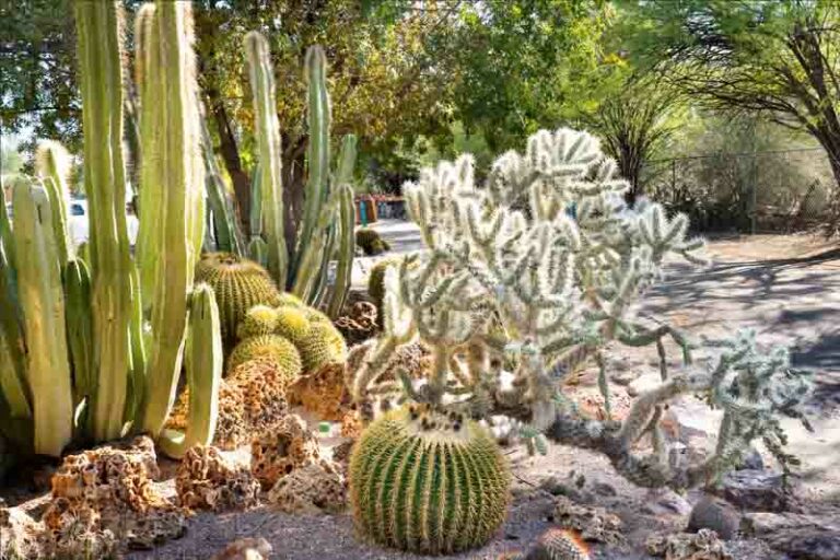 Barrel Cactus: An Iconic Desert Plant for Water-Wise Gardens