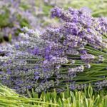 Lavandula x allardii 'Meerlo' (Lavender)