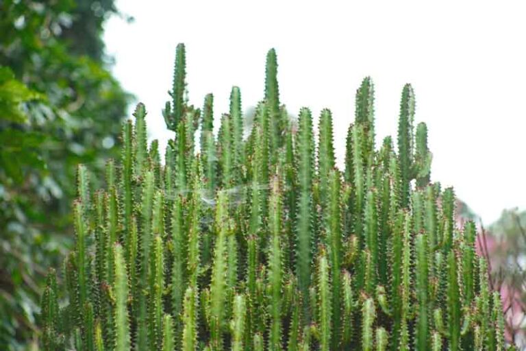 African Milk Tree (Euphorbia trigona): All You Need To Know