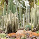 Best Trees for Texas - By Region
