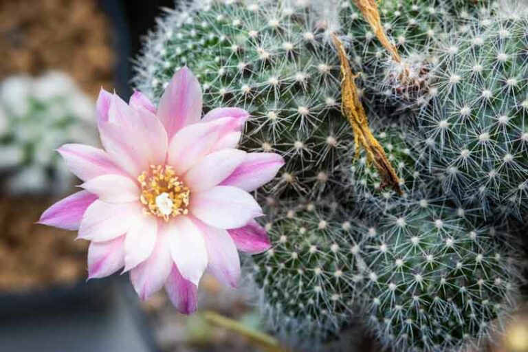 Rebutia (Crown Cactus) - The Best Plants To Grow