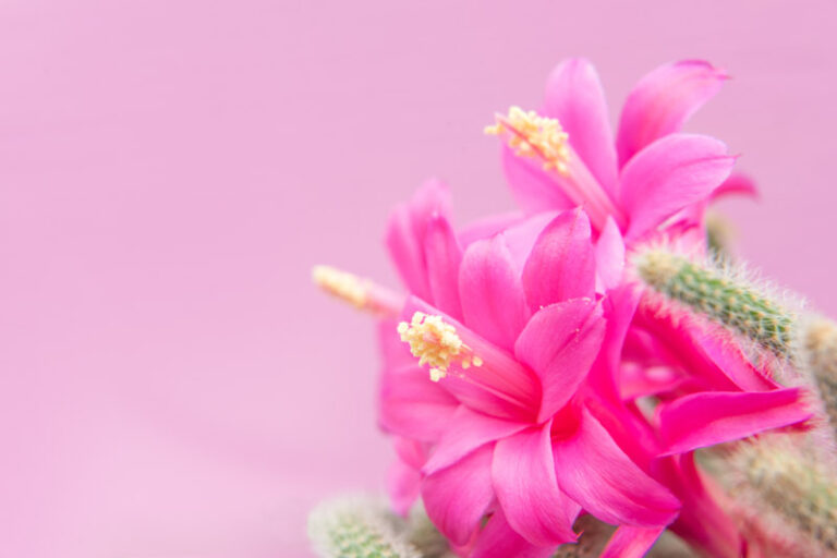 Rat Tail Cactus (Aporocactus flagelliformis): All You Need To Know
