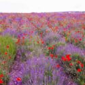 Lavandula angustifolia 'Hidcote Pink' (English Lavender)