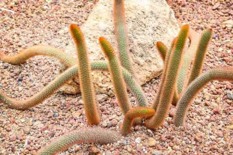 Golden Rat Tail Cactus (Cleistocactus winteri): Key Facts
