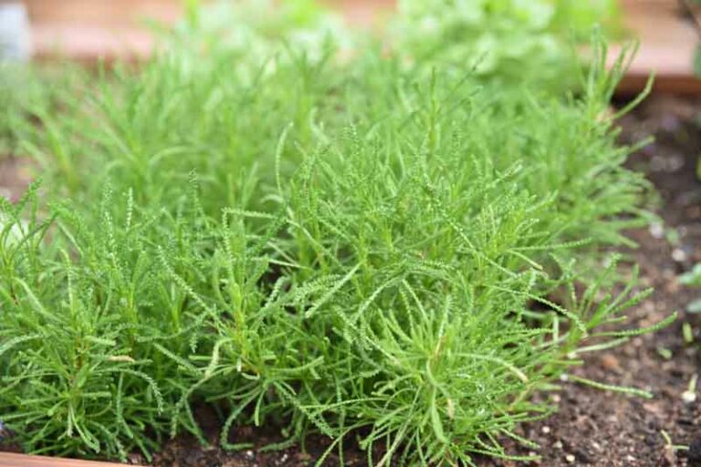 Green Santolina (Santolina rosmarinifolia): All You Need To Know