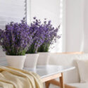 Lavandula angustifolia 'Lady' (English Lavender)