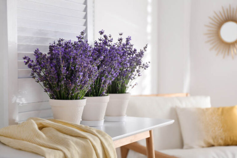 How to Successfully Grow and Care for a Lavender Plant Indoors