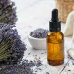Lavandula angustifolia 'Lady' (English Lavender)