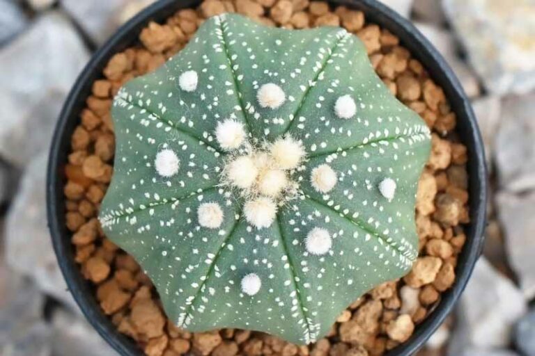 Star Cactus (Astrophytum asterias): All You Need To Know