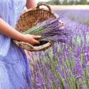 Lavandula angustifolia 'Lady' (English Lavender)