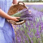 Lavandula x intermedia SENSATIONAL!® (Lavandin)