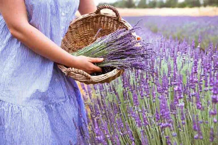 Culinary Lavender: A Sweet and Savory Addition to Your Kitchen