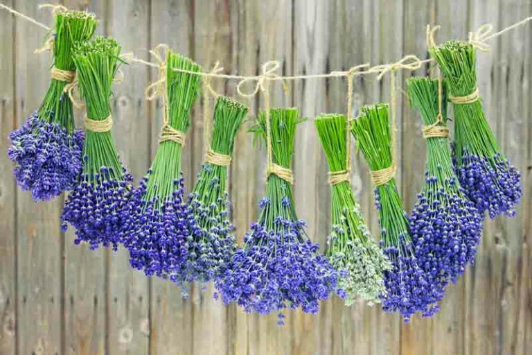 How to Harvest Lavender: Picking and Drying Lavender Flowers