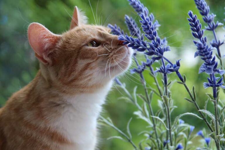 Got Questions About Lavender? We Have the Answers!