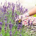 Lavandula angustifolia 'Lady' (English Lavender)