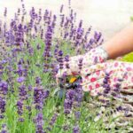 Lavandula angustifolia 'Lady' (English Lavender)