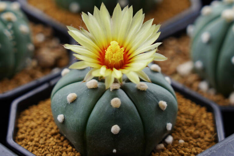 Star Cactus (Astrophytum asterias): All You Need To Know