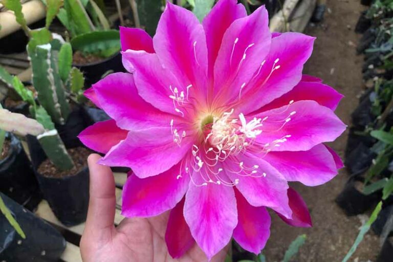 Orchid Cactus (Epiphyllum): Care Tips & Top Varieties