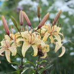 Lilium 'Golden Splendor' (Trumpet Lily)
