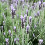 Lavandula angustifolia 'SuperBlue' (English Lavender)