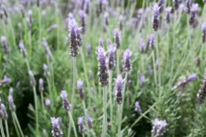 How to Propagate Lavender: Step-by-Step Methods for Success