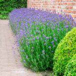 Lavandula angustifolia 'Lady' (English Lavender)