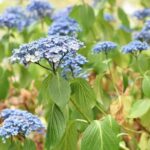 Hydrangea paniculata 'Tardiva'