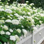 Hydrangea macrophylla Onyx™ ‘Zebra’