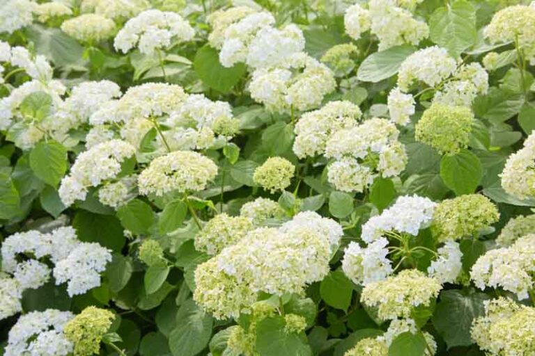 Hydrangea Not Blooming? Causes and Solutions