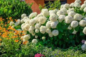 Hydrangea arborescens (Smooth Hydrangea): All You Should Know