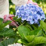 Hydrangea macrophylla Onyx™ ‘Zebra’