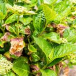 Hydrangea paniculata 'Phantom'