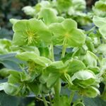 57 Red Flowers: A Bold Statement for Your Garden and Bouquets