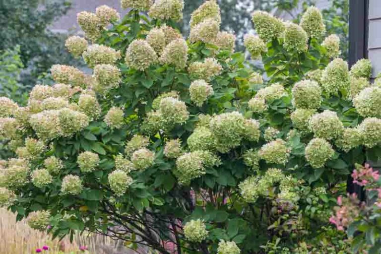 Yellow Hydrangea Leaves: Causes and Solutions
