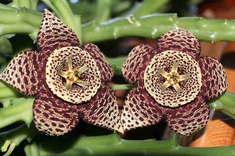 Orbea variegata (Carrion Flower): All You Should Know