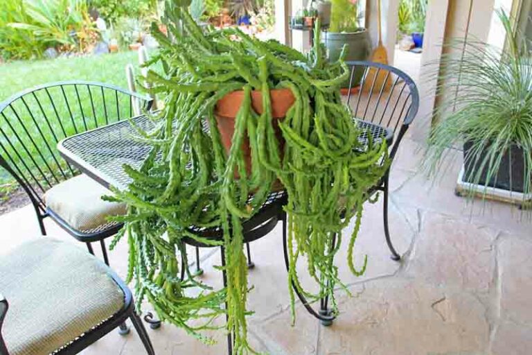 Orbea variegata (Carrion Flower): All You Should Know