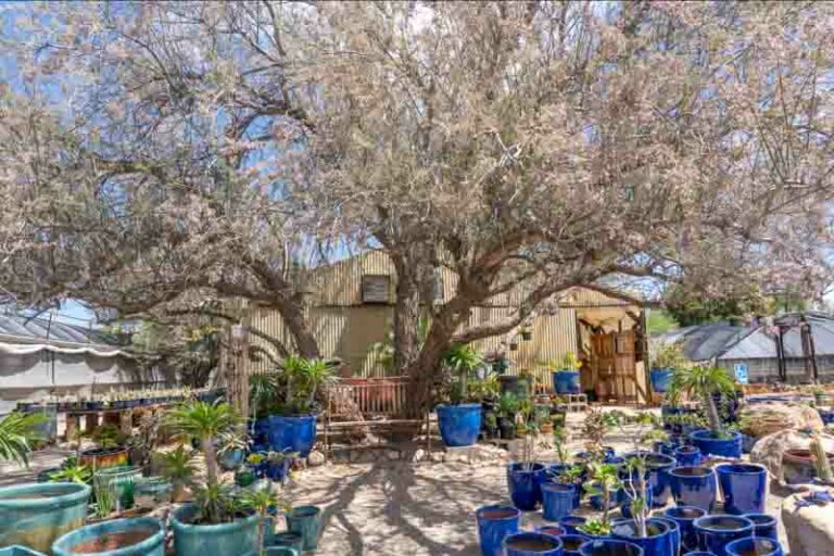 Desert Ironwood (Olneya tesota): All You Need To Know