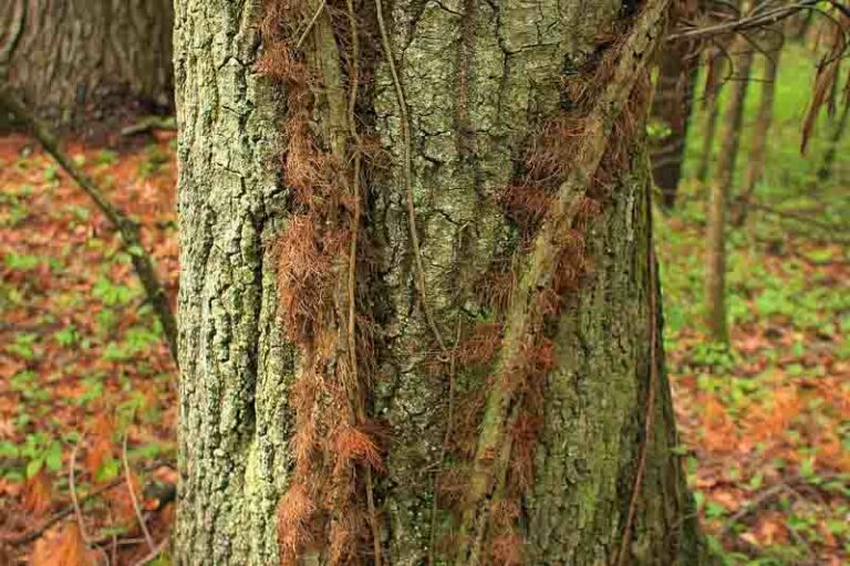 Poison Ivy (Toxicodendron radicans): An Itchy Native Plant